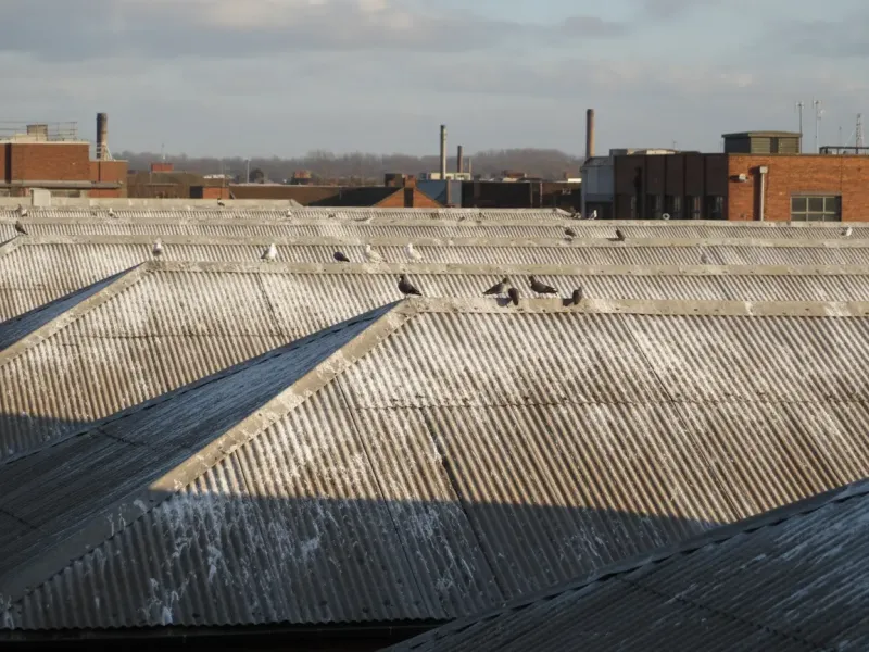 Warehouse Bird Control | Industrial Sites Bird Control