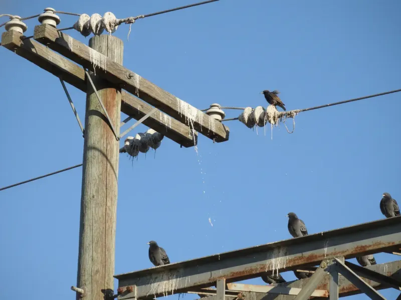 Utility Tower Bird Control for Power Infrastructure