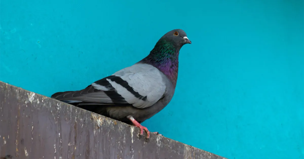 Humane Bird Abatement: Effective Solutions for Bird-Human Conflicts