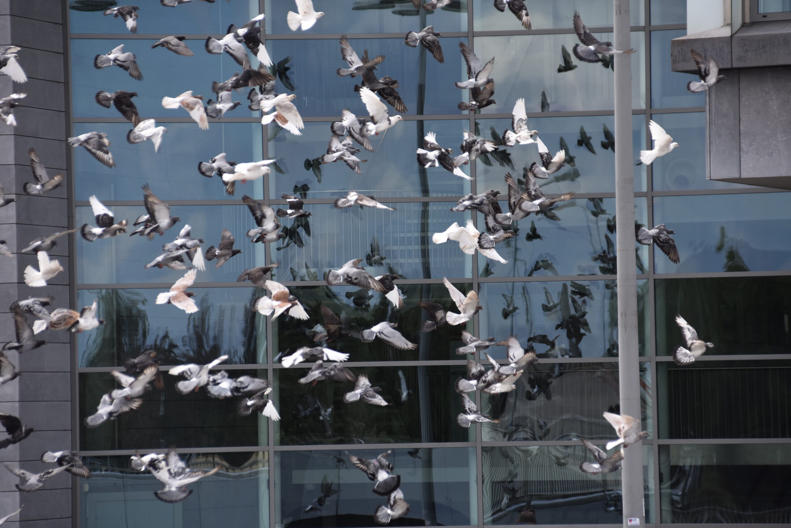 Protect Corporate Buildings with Symterra's Humane Bird Deterrent